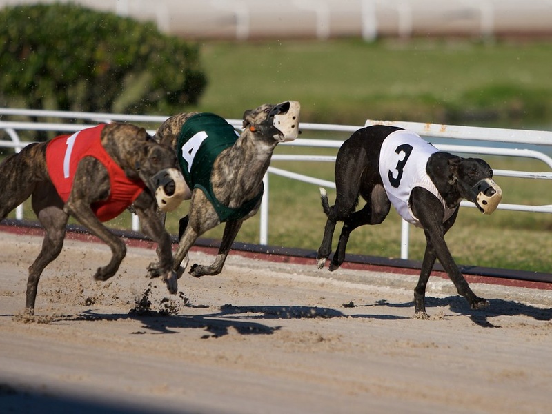 The Complete List of Racing Dog Breeds - Flora Fauna Fun
