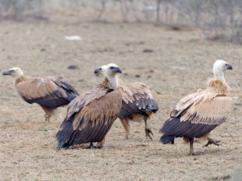 List of Montenegro's Native Animals - Flora Fauna Fun