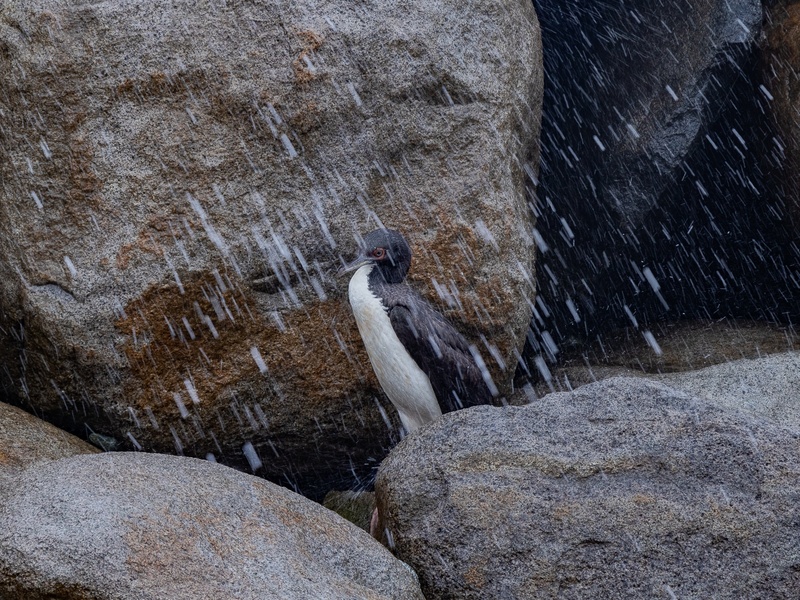 Birds Of Peru: The Complete List - Flora Fauna Fun