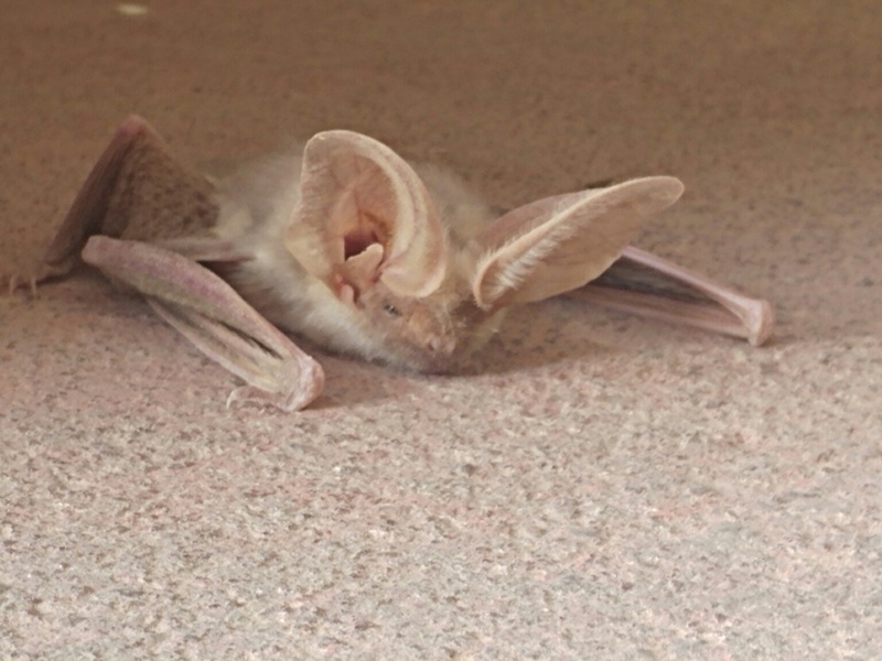 The Complete List of Mammals of Iraq - Flora Fauna Fun