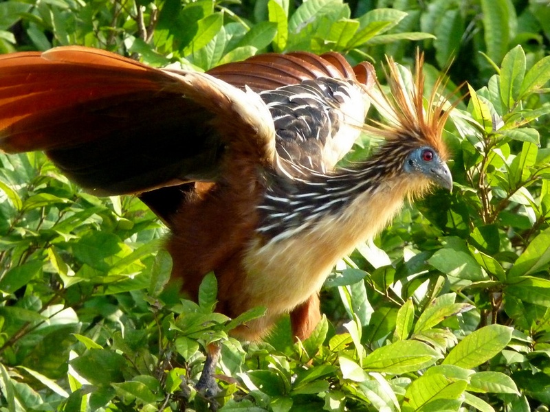 Venezuela's Native Animals: The Complete List - Flora Fauna Fun