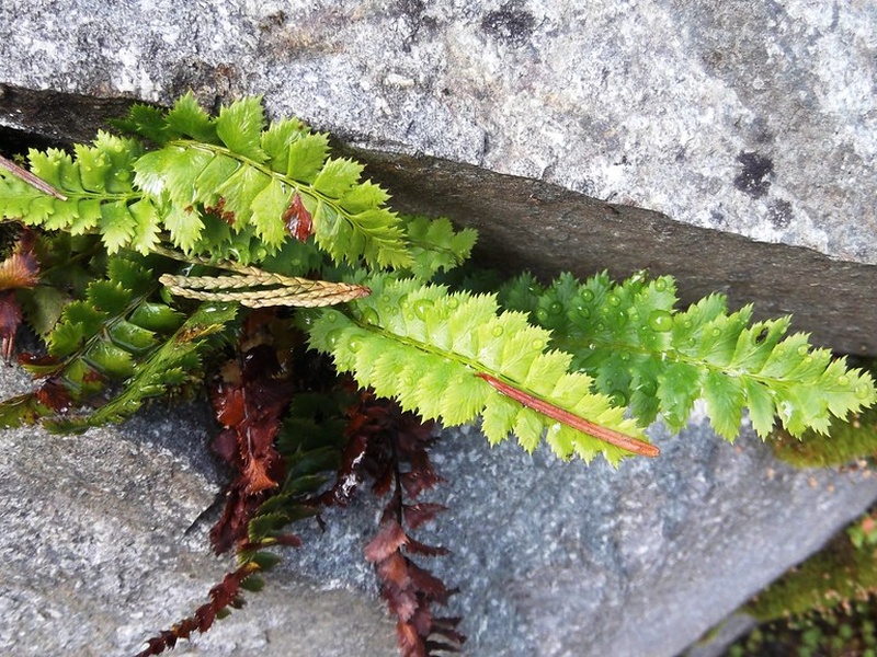 Iceland's Native Plants: The Complete List - Flora Fauna Fun