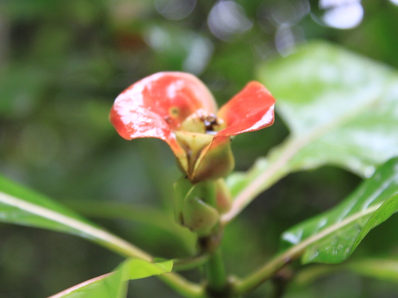 Flowers of Ecuador: The Complete List - Flora Fauna Fun