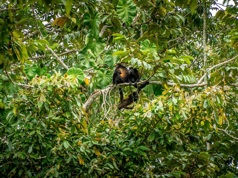 List of Forest Herbivores - Flora Fauna Fun