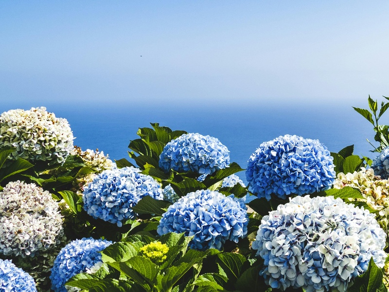 List of Flowers of South Korea - Flora Fauna Fun