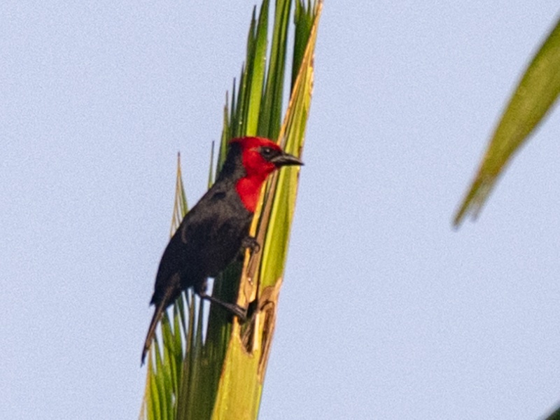 Birds of Nigeria: The Complete List - Flora Fauna Fun