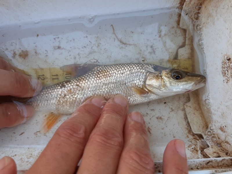 Fish of Spain: The Complete List - Flora Fauna Fun