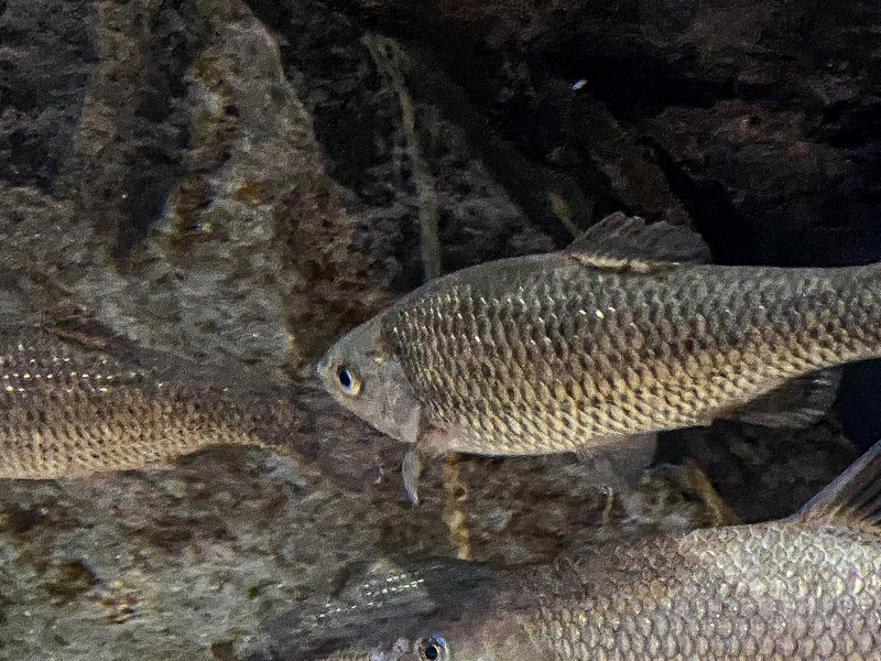 Fish of Spain: The Complete List - Flora Fauna Fun