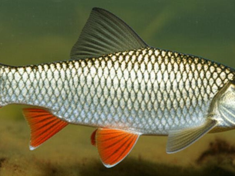 Fish of Spain: The Complete List - Flora Fauna Fun