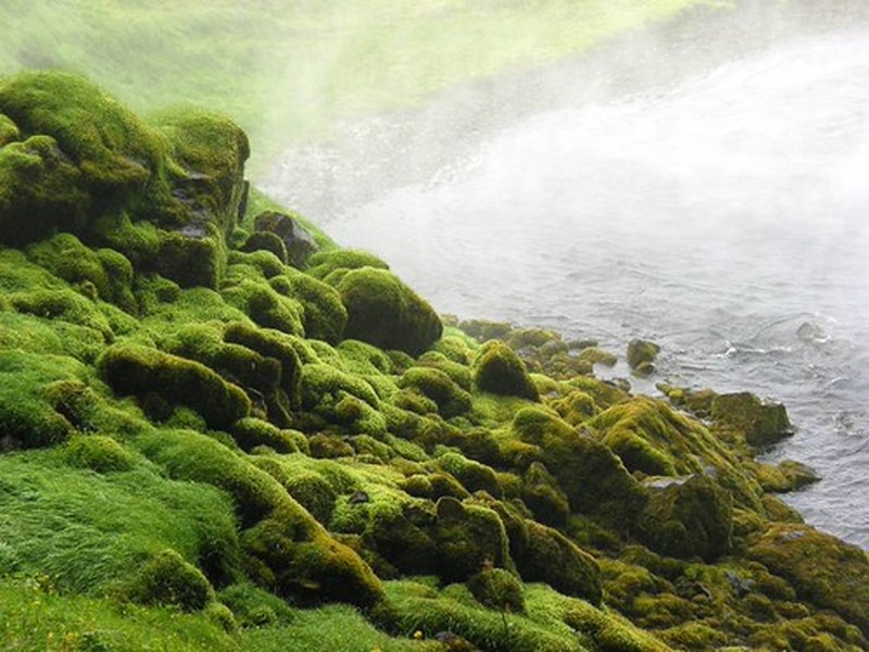 Iceland's Native Plants: The Complete List - Flora Fauna Fun