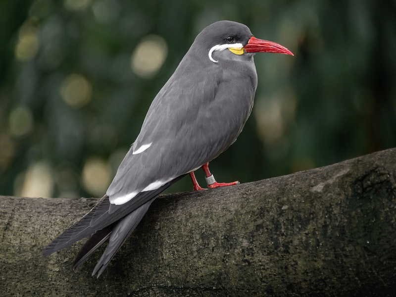 Birds Of Peru: The Complete List - Flora Fauna Fun