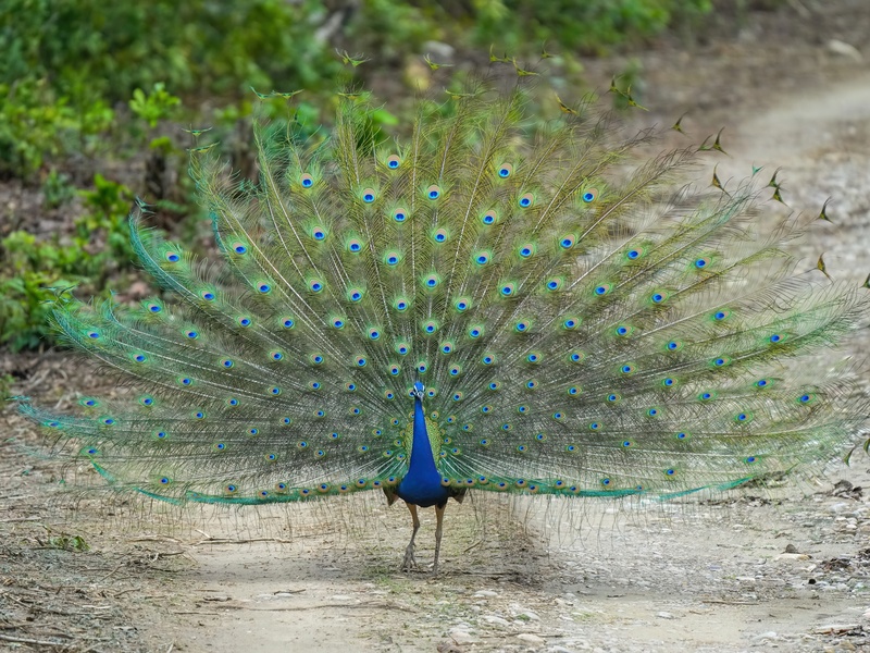 The Complete List of Cute Blue Animals - Flora Fauna Fun