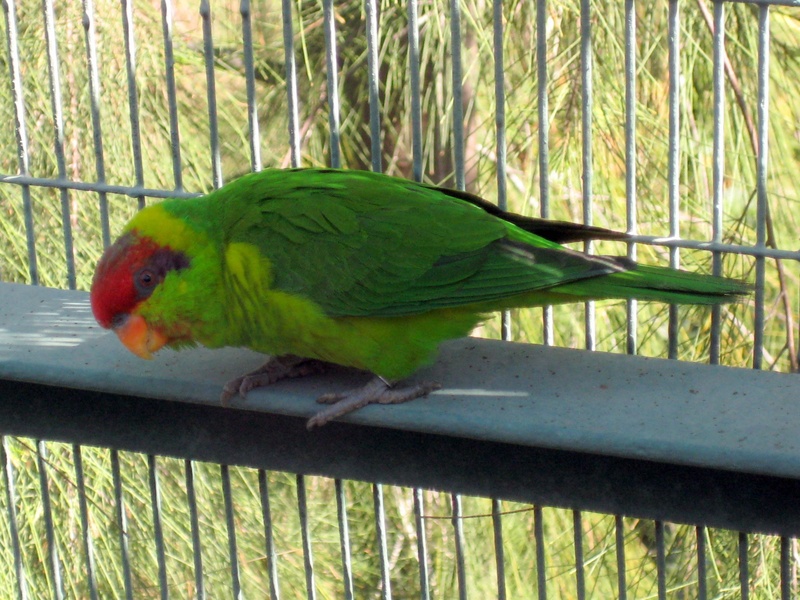 East Timor's Native Animals: The Complete List - Flora Fauna Fun