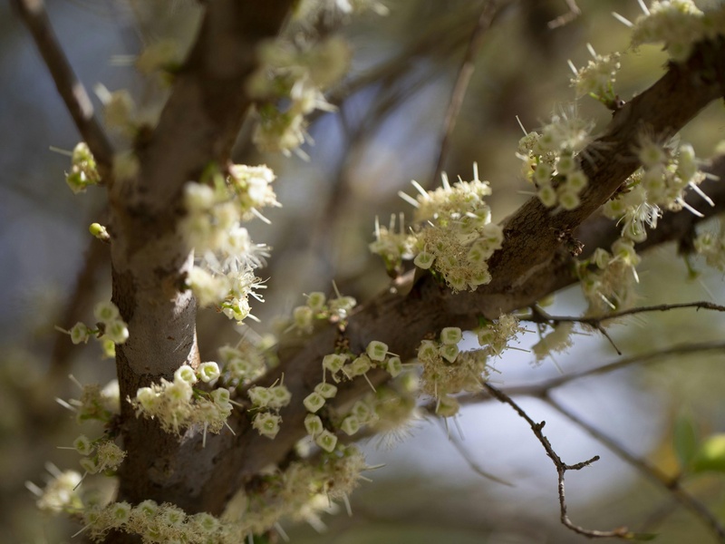 The Complete List of Rainforest Fruits - Flora Fauna Fun