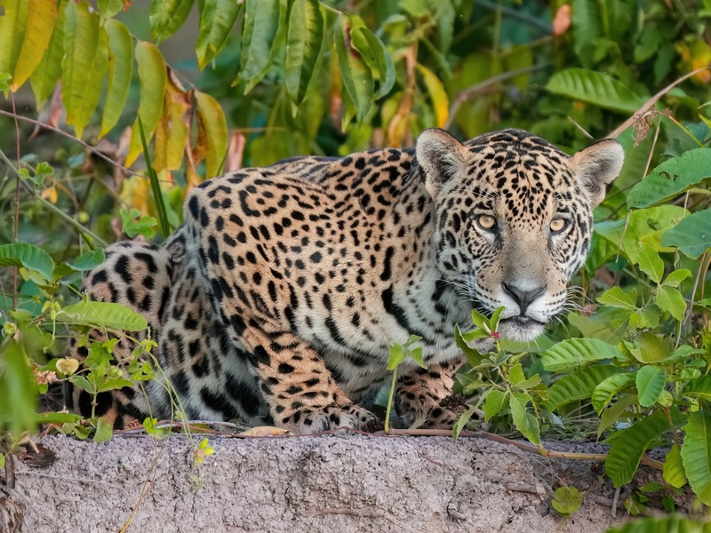 Venezuela's Native Animals: The Complete List - Flora Fauna Fun