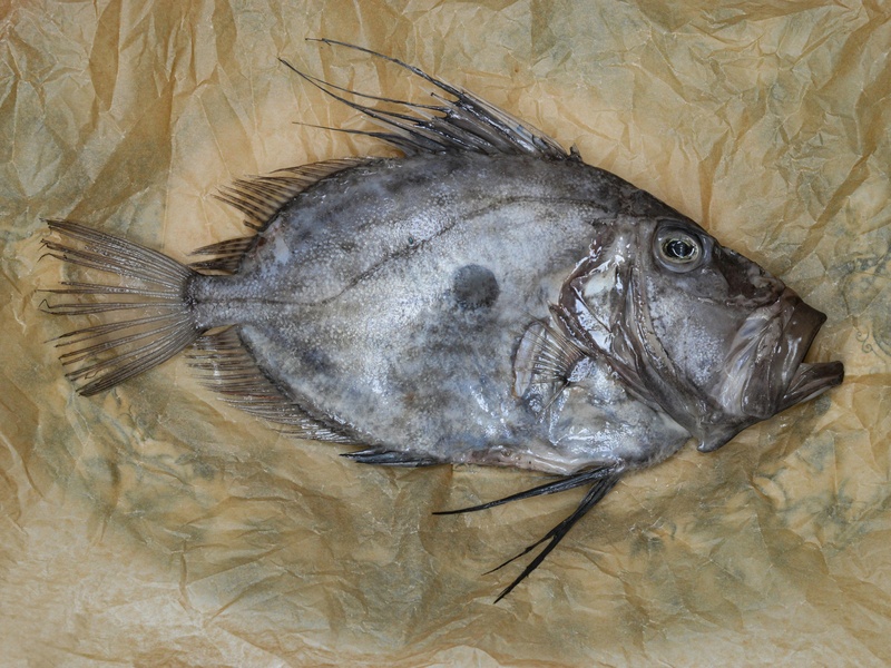 Fish of Spain: The Complete List - Flora Fauna Fun