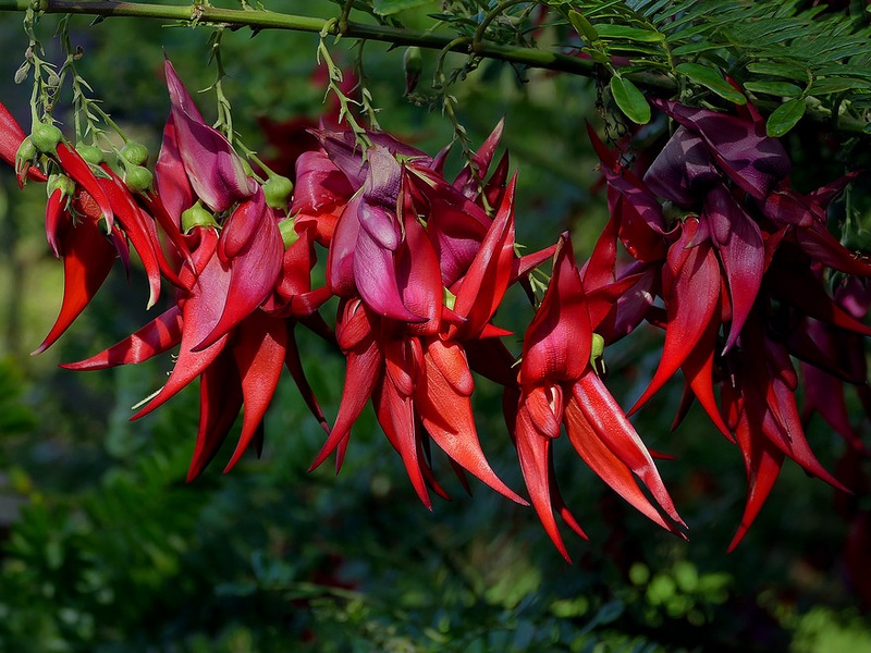 List of Rare Red Flowers - Flora Fauna Fun