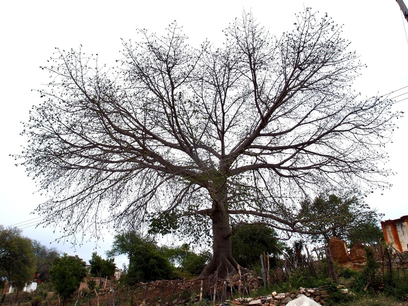 List of Trees of Cambodia - Flora Fauna Fun