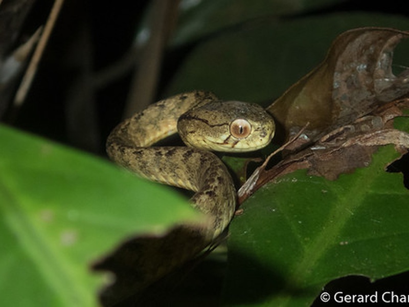 East Timor's Native Animals: The Complete List - Flora Fauna Fun