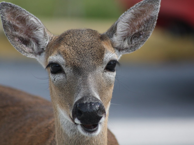 Animals Only Found in the United States - Flora Fauna Fun