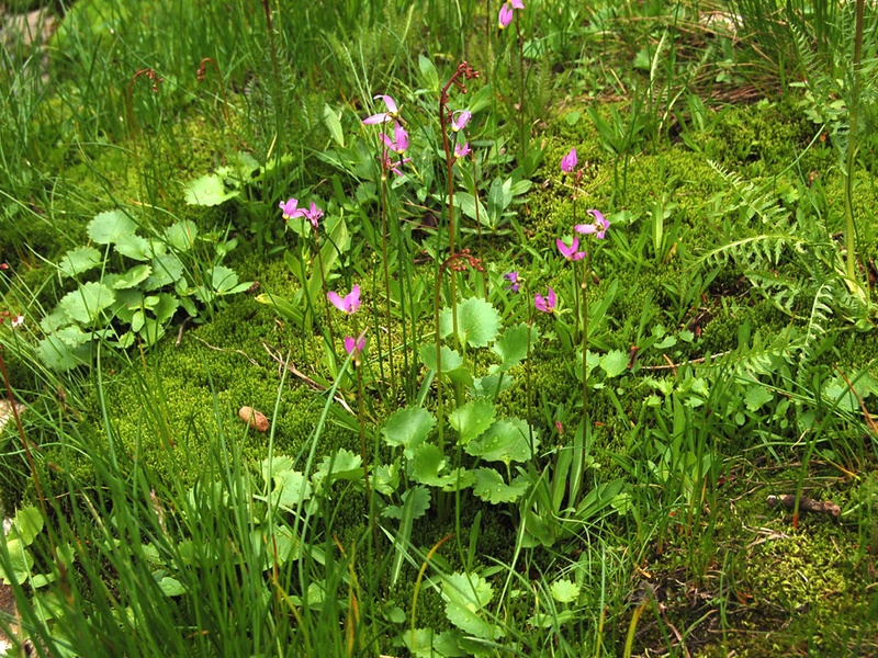 Iceland's Native Plants: The Complete List - Flora Fauna Fun