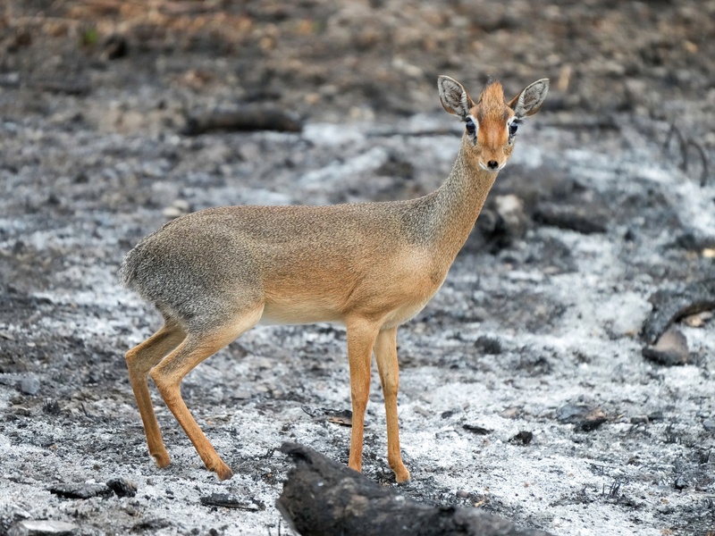 Savanna Herbivores: The Complete List - Flora Fauna Fun