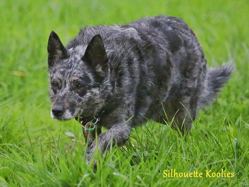 The Complete List of Herding Dog Breeds - Flora Fauna Fun