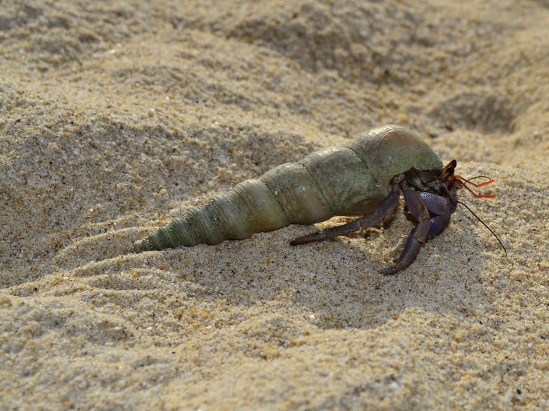 Animals Of Dominica: The Complete List - Flora Fauna Fun
