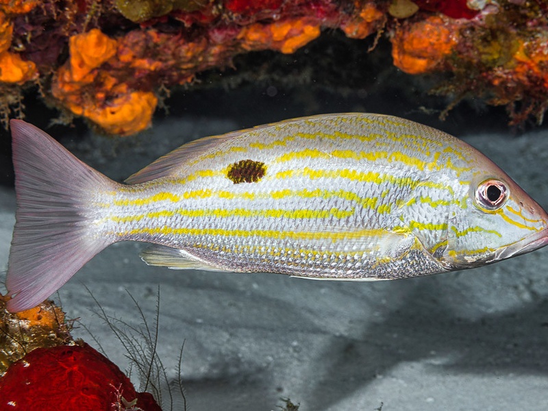 List of Fish of the Bahamas - Flora Fauna Fun