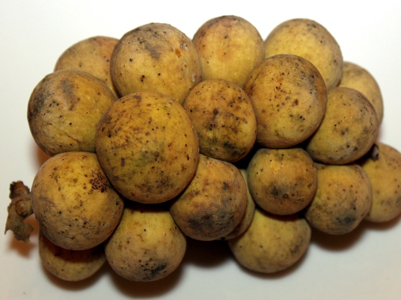 The Complete List of Rainforest Fruits - Flora Fauna Fun