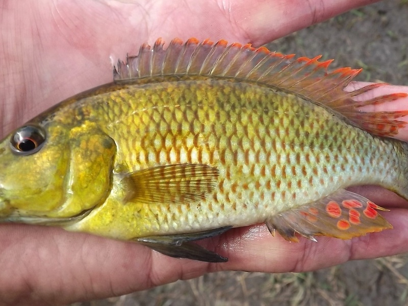 The Complete List of Fish of Zambia - Flora Fauna Fun