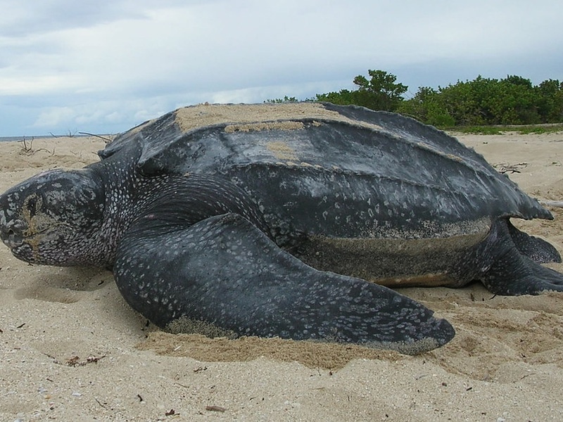 Endangered Species In Jamaica: The Complete List - Flora Fauna Fun