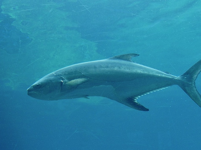 Fish of Spain: The Complete List - Flora Fauna Fun