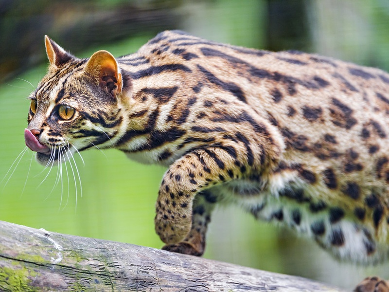 Forest Carnivores: The Complete List - Flora Fauna Fun