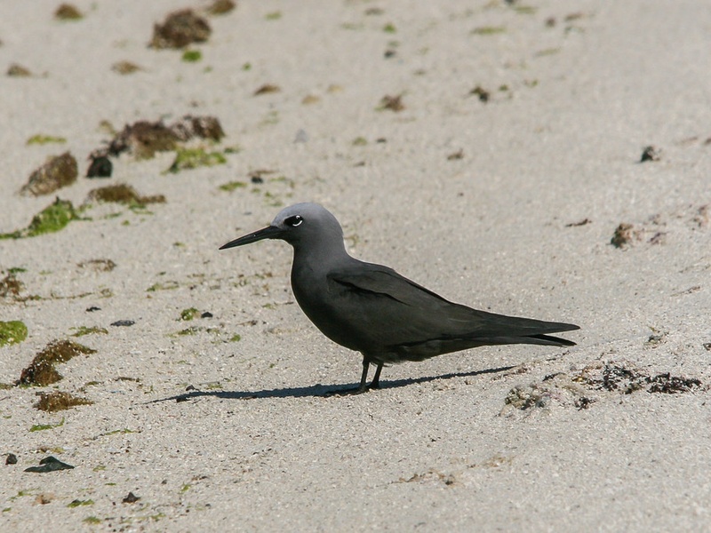 Birds Of The Maldives: The Complete List - Flora Fauna Fun