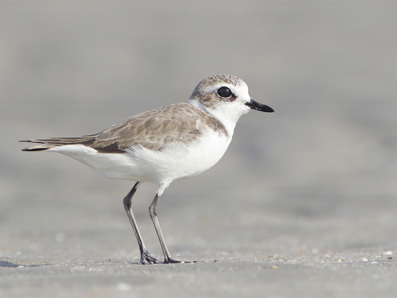 Birds Of The Maldives: The Complete List - Flora Fauna Fun
