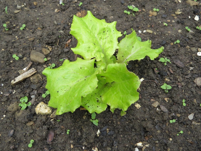 Vegetable Examples: The Complete List - Flora Fauna Fun