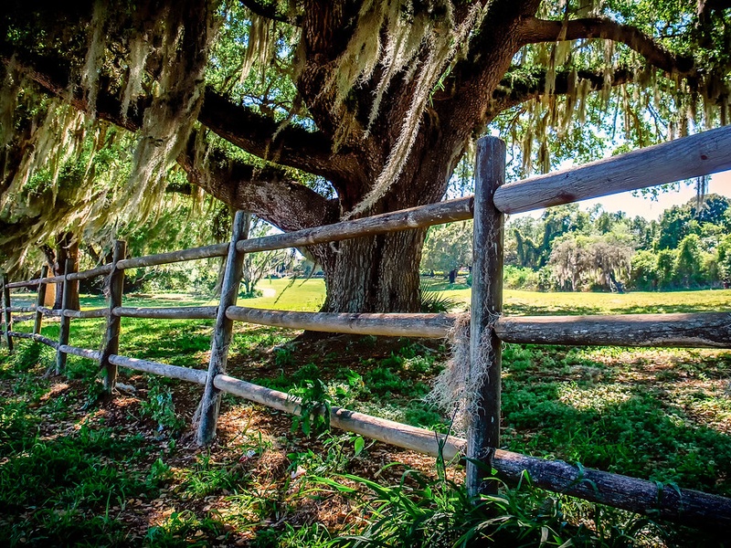 List of Trees Of Belize - Flora Fauna Fun
