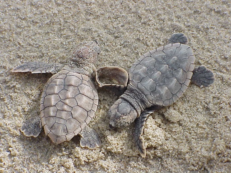 List of Montenegro's Native Animals - Flora Fauna Fun