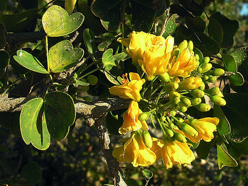 List of Trees Of Belize - Flora Fauna Fun