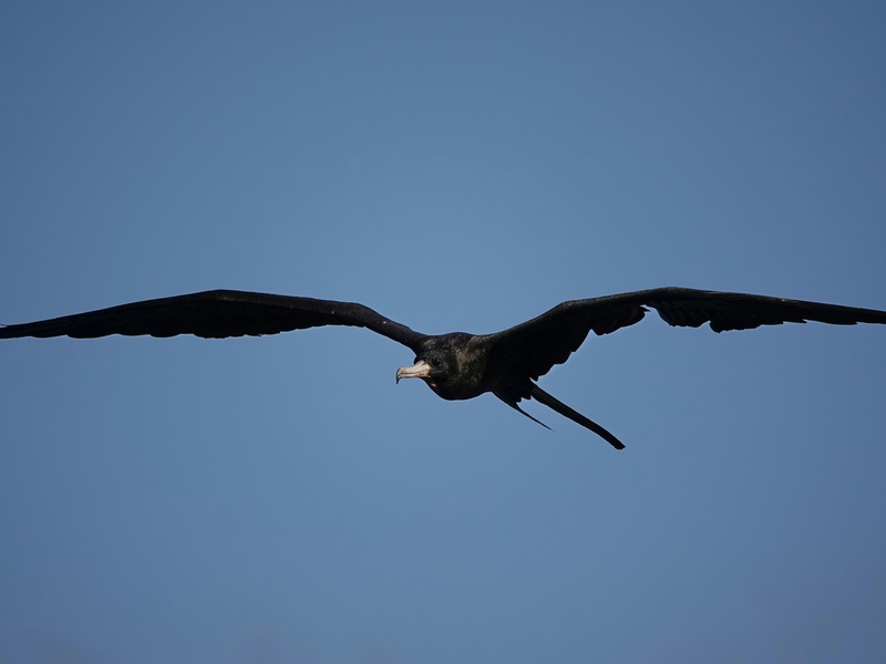 Animals Of Dominica: The Complete List - Flora Fauna Fun
