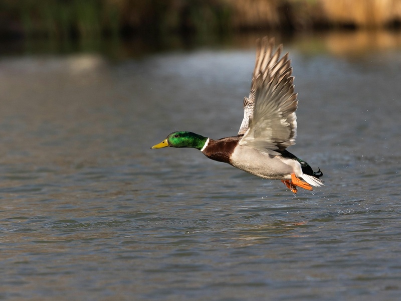 Birds of Malta: The Complete List - Flora Fauna Fun