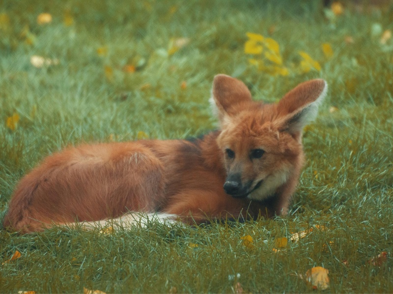 The Complete List of Savanna Animals - Flora Fauna Fun