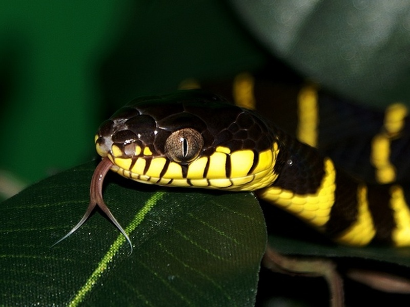 The Complete List of Colorful Snakes - Flora Fauna Fun