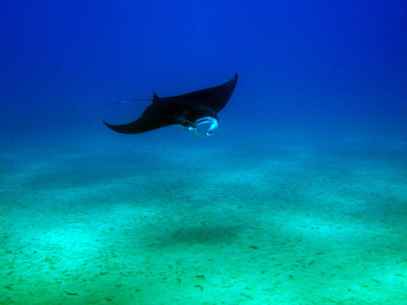 Animals of Tuvalu: The Complete List - Flora Fauna Fun