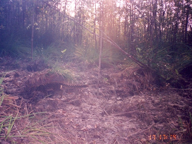 Forest Carnivores: The Complete List - Flora Fauna Fun