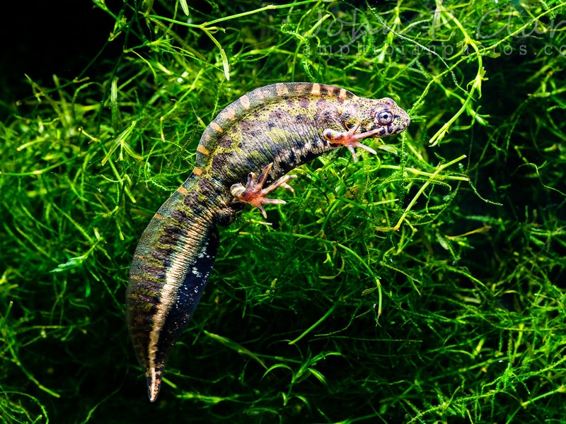 Poisonous Newts: The Complete List - Flora Fauna Fun