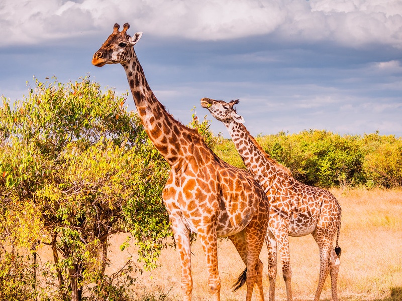 Animals of Kenya: The Complete List - Flora Fauna Fun