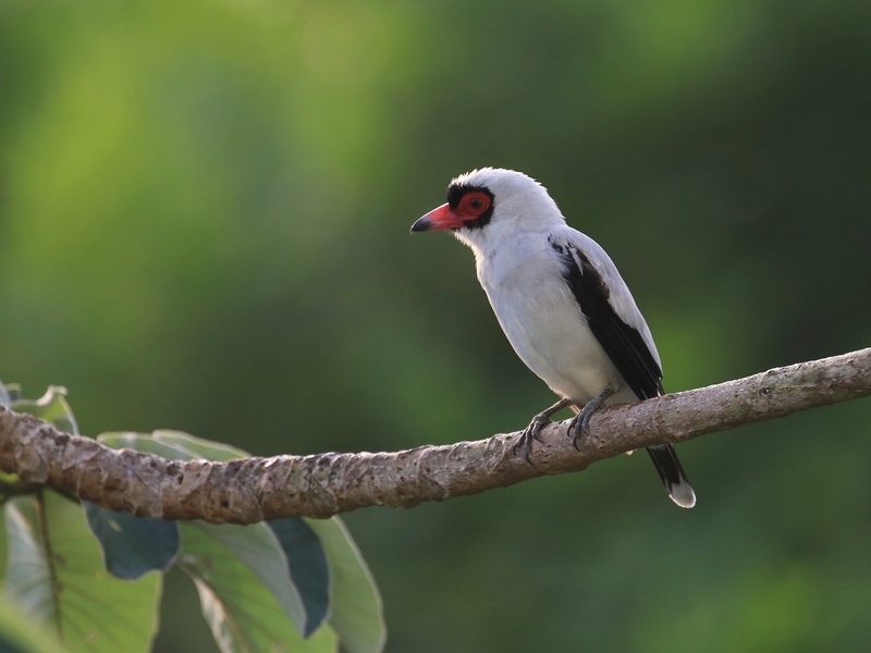 Birds Of Peru: The Complete List - Flora Fauna Fun