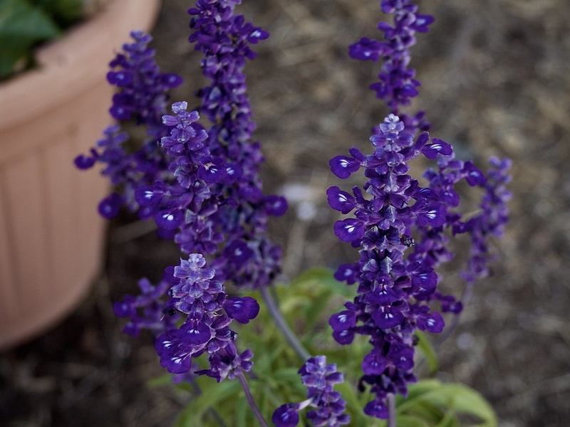 The Complete List of Blue Plants - Flora Fauna Fun